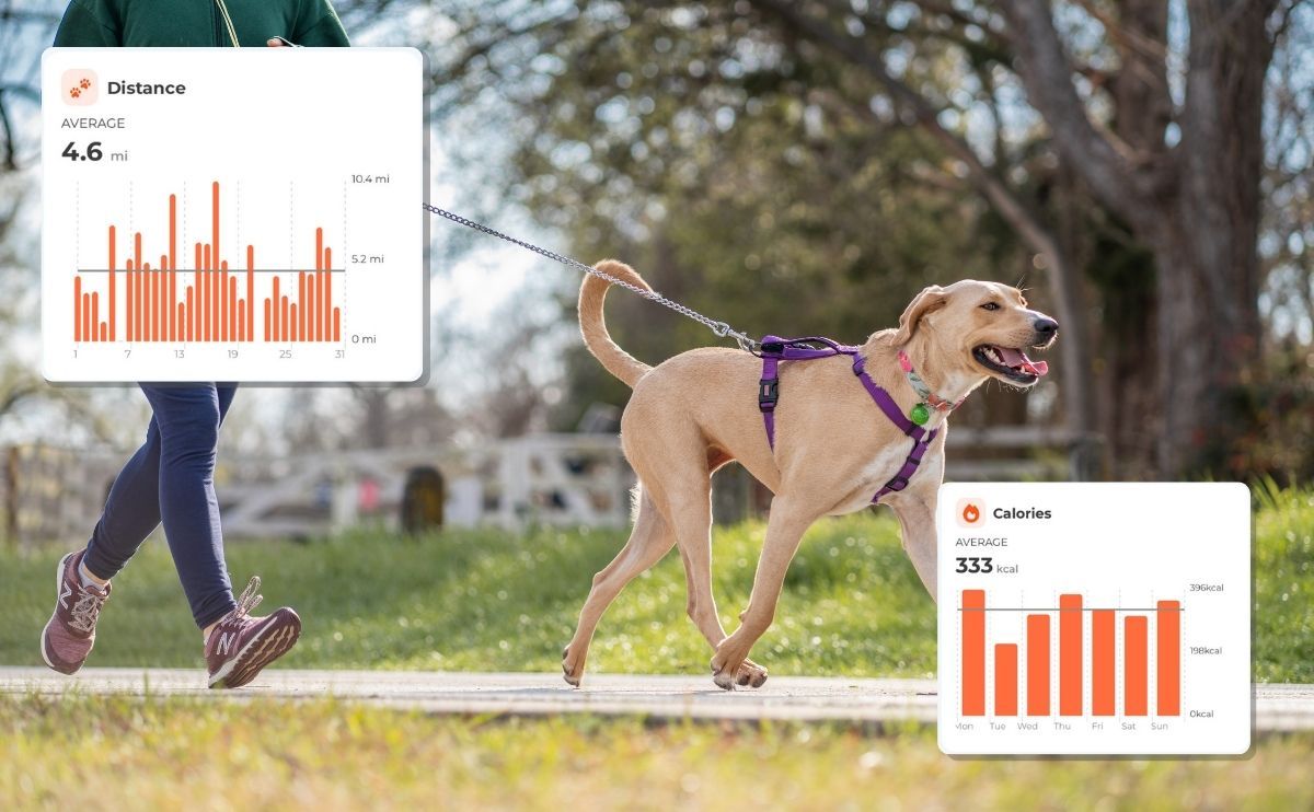 Calorie and Distance Tracking: The Minitailz Biotracker GPS Gets Even Better! · Blog