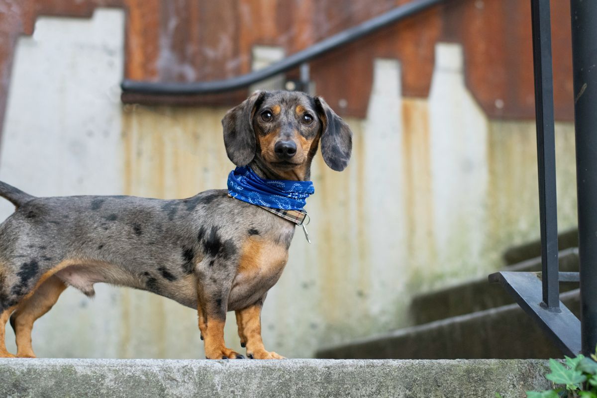 Dachshund: Everything You Need to Know About Its Characteristics ...