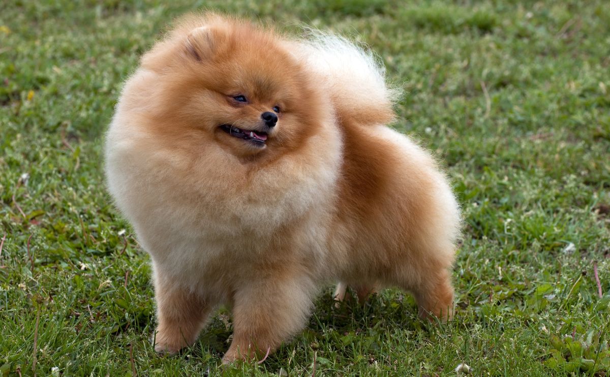 Le Spitz Nain (Loulou de Poméranie) : un mini chien au maxi caractère ...