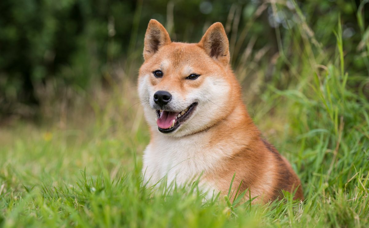 Shiba Inu: character, price, care... Everything you need to know about ...