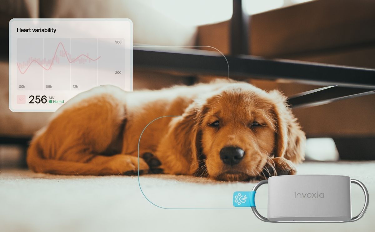 Dog Heart Rate Variability: The New Health Data Now Available on the ...