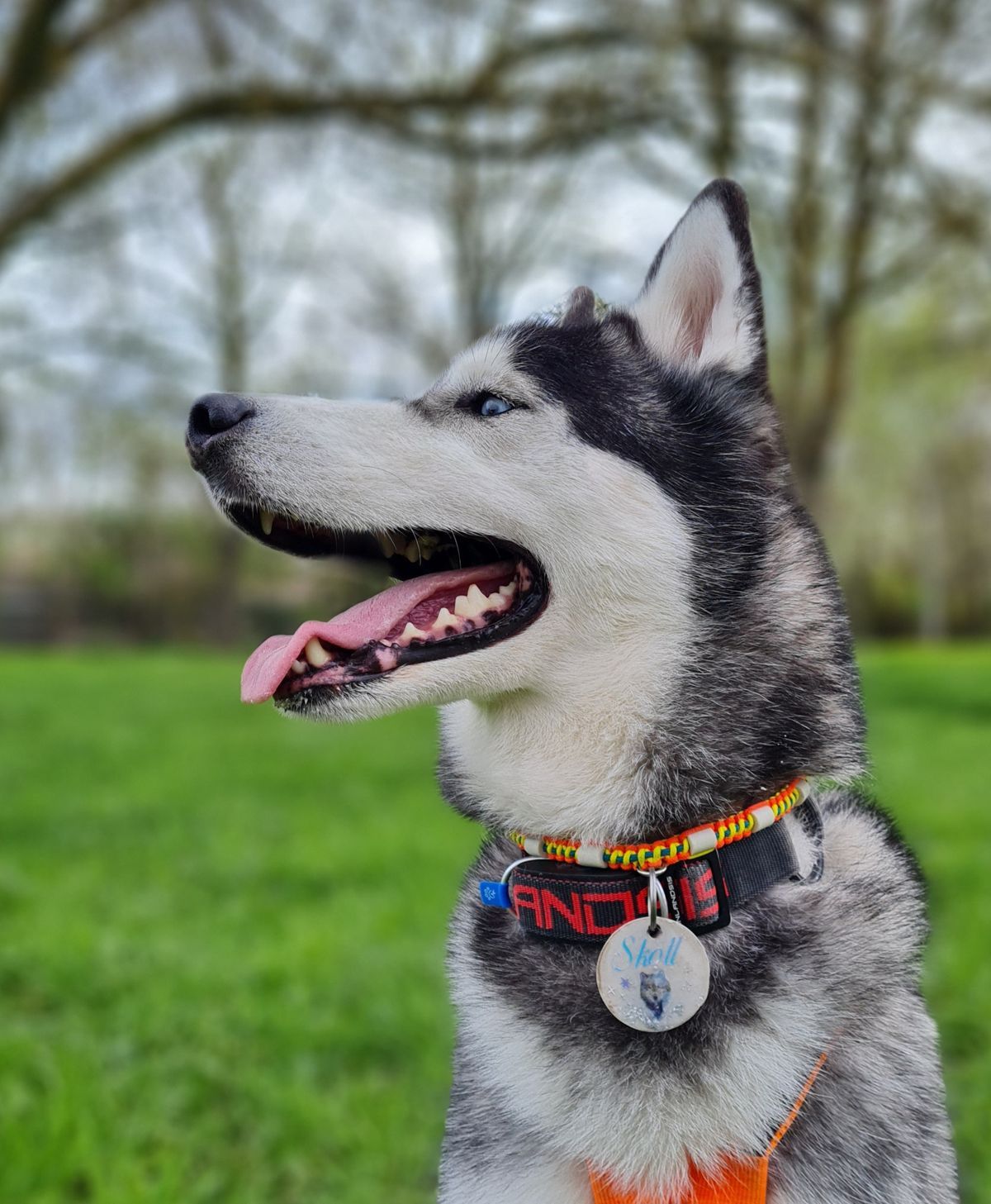 Microchip o localizador GPS para perros: ¿cuál es la diferencia y cuál ...
