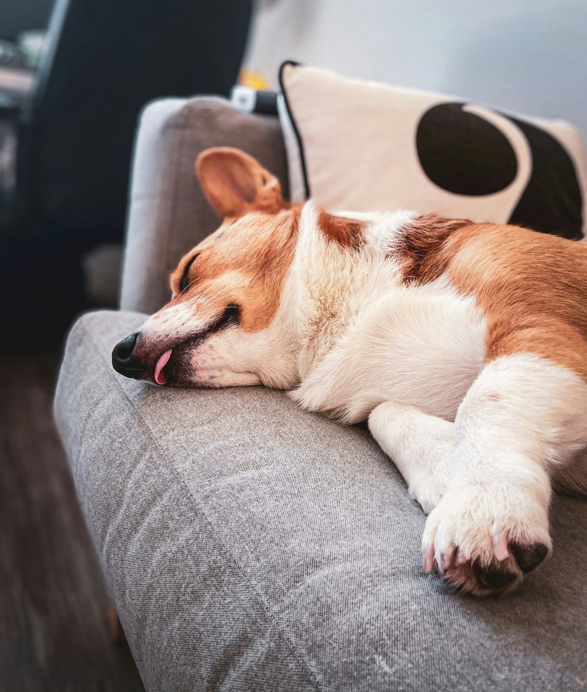 Todo lo que necesitas saber sobre el sueño de tu perro: ¡la nueva ...