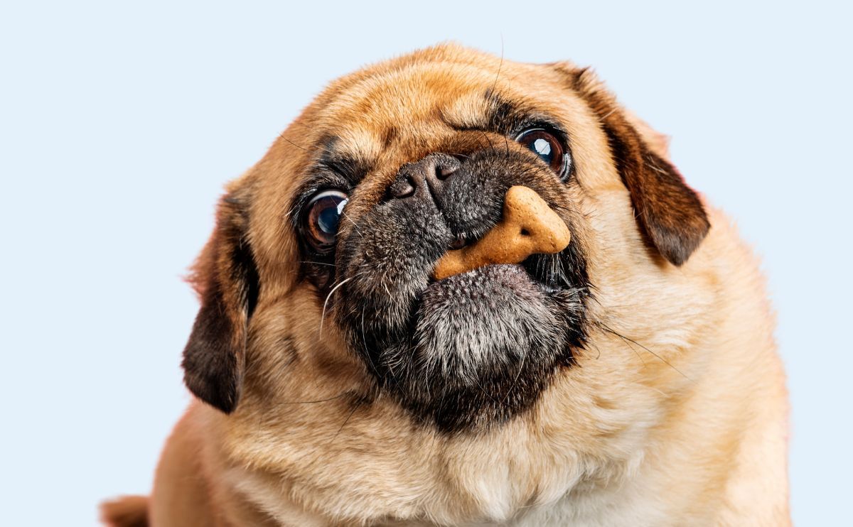 Chien obèse : causes, risques et solutions pour prévenir l'excès de ...