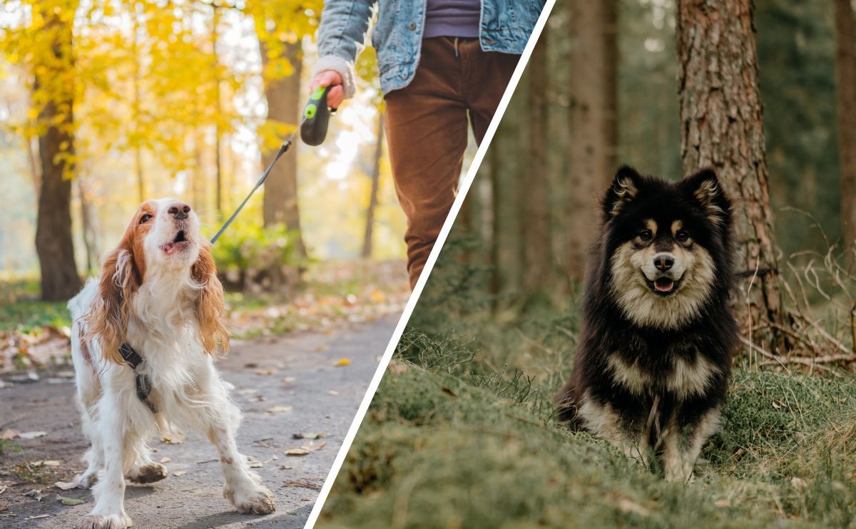 Walking Your Dog Without a Leash: Yes or No? · Blog